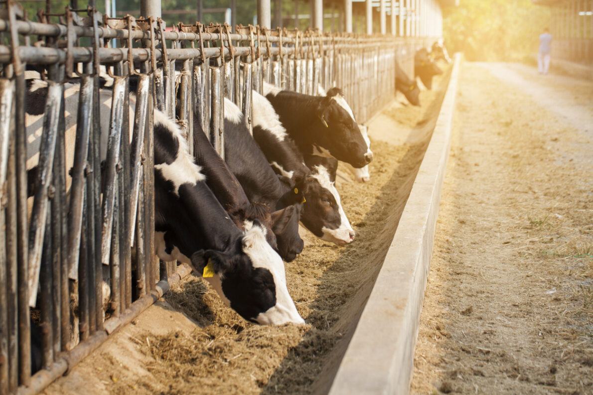 Élevage : les besoins alimentaires des ruminants