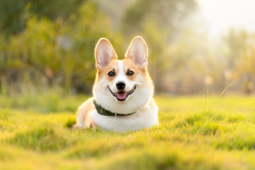 Id es De Nom Original Et Court De Chien Femelle Quel Pr nom Pour Une
