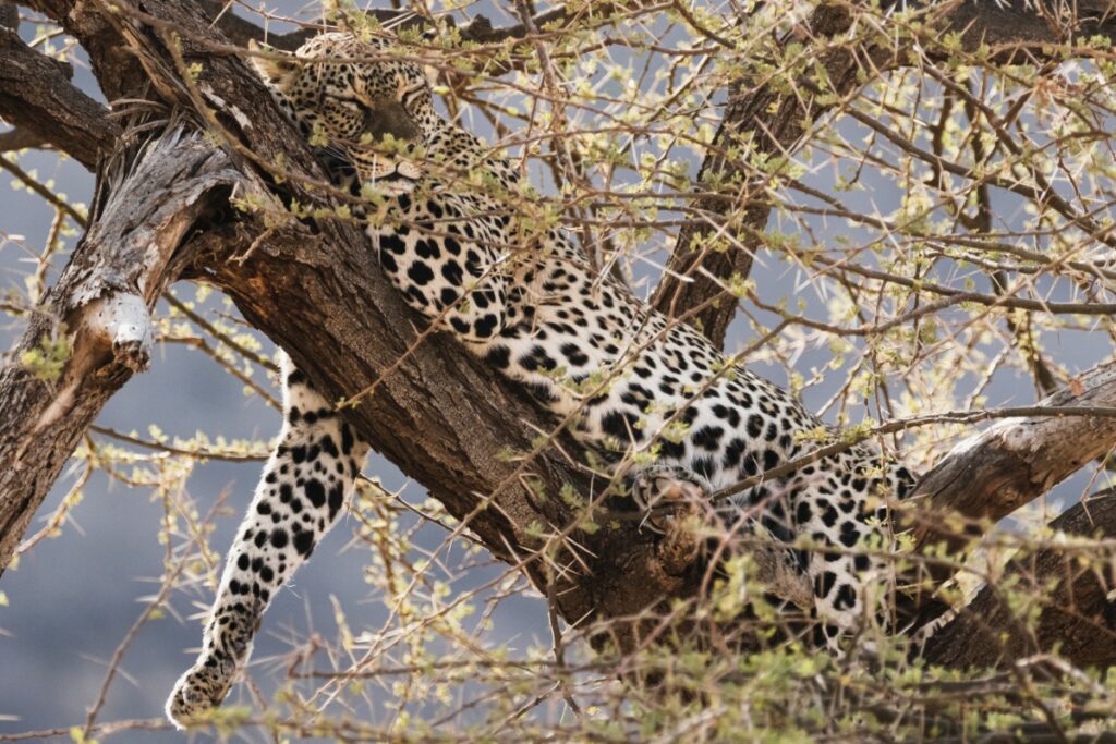 La reproduction du léopard de l'Amour : espoirs pour l'espèce en péril