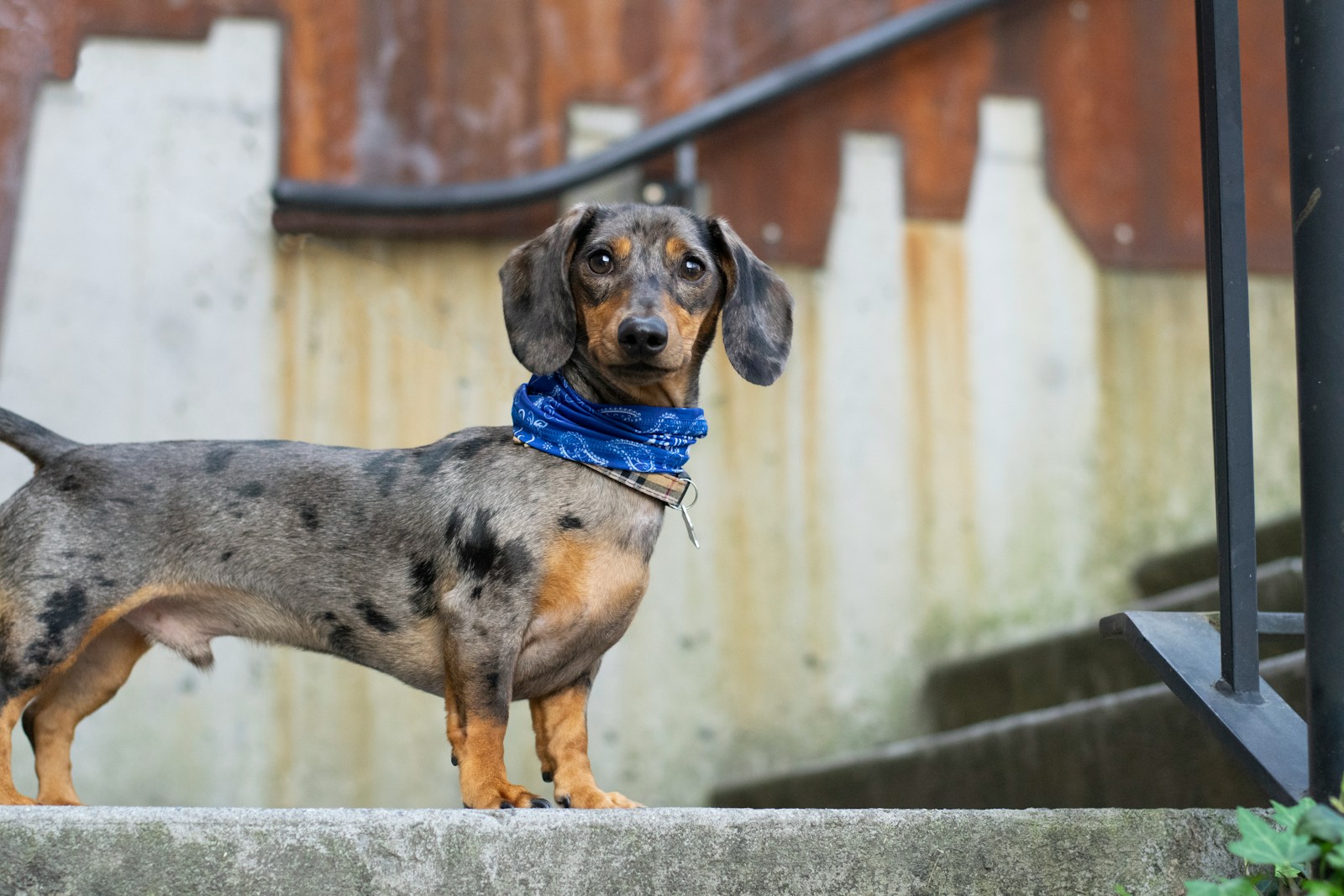 Découvrez les caractéristiques fascinantes du teckel bleu merle